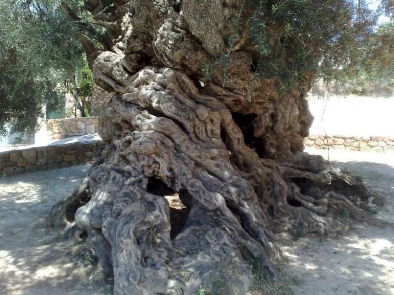 ΕΝΟΤΗΤΑ 7 Η ελιά εκπαιδευτική σελίδα